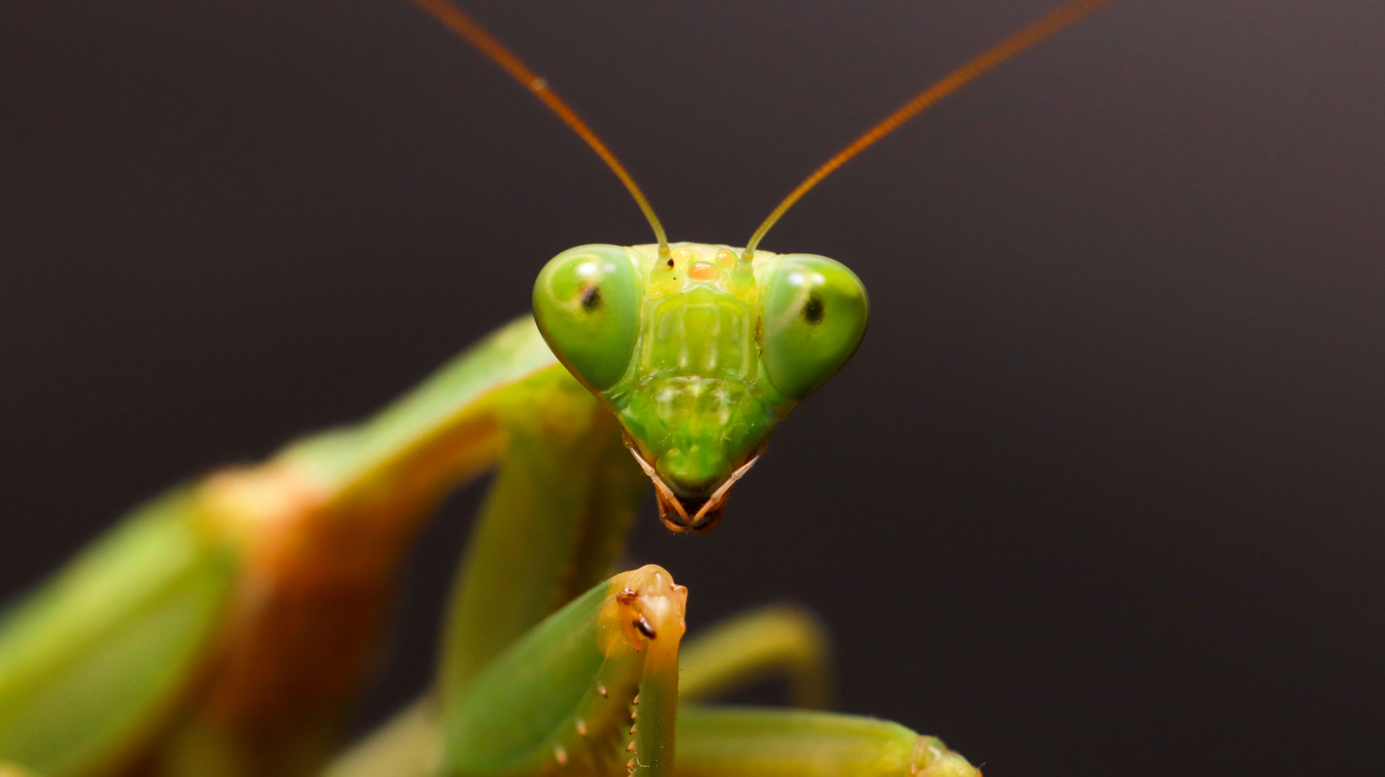 The Harvey Centre Bug Bistro - AL Marketing